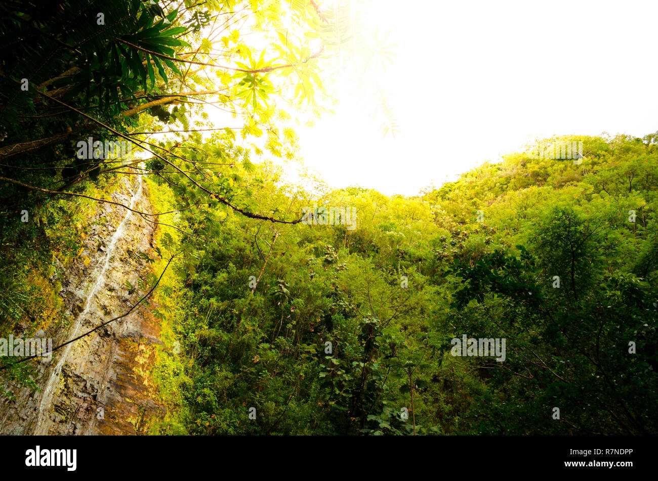Beautiful water cascade among trees en other vegetation in Hawaii. Full ...