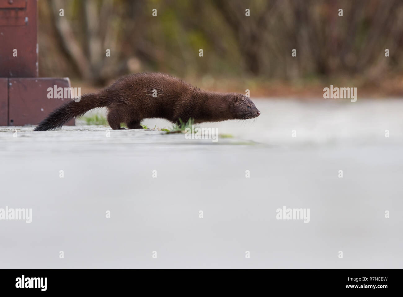 An American Mink prepares to dive off a boardwalk in search of fish at ...