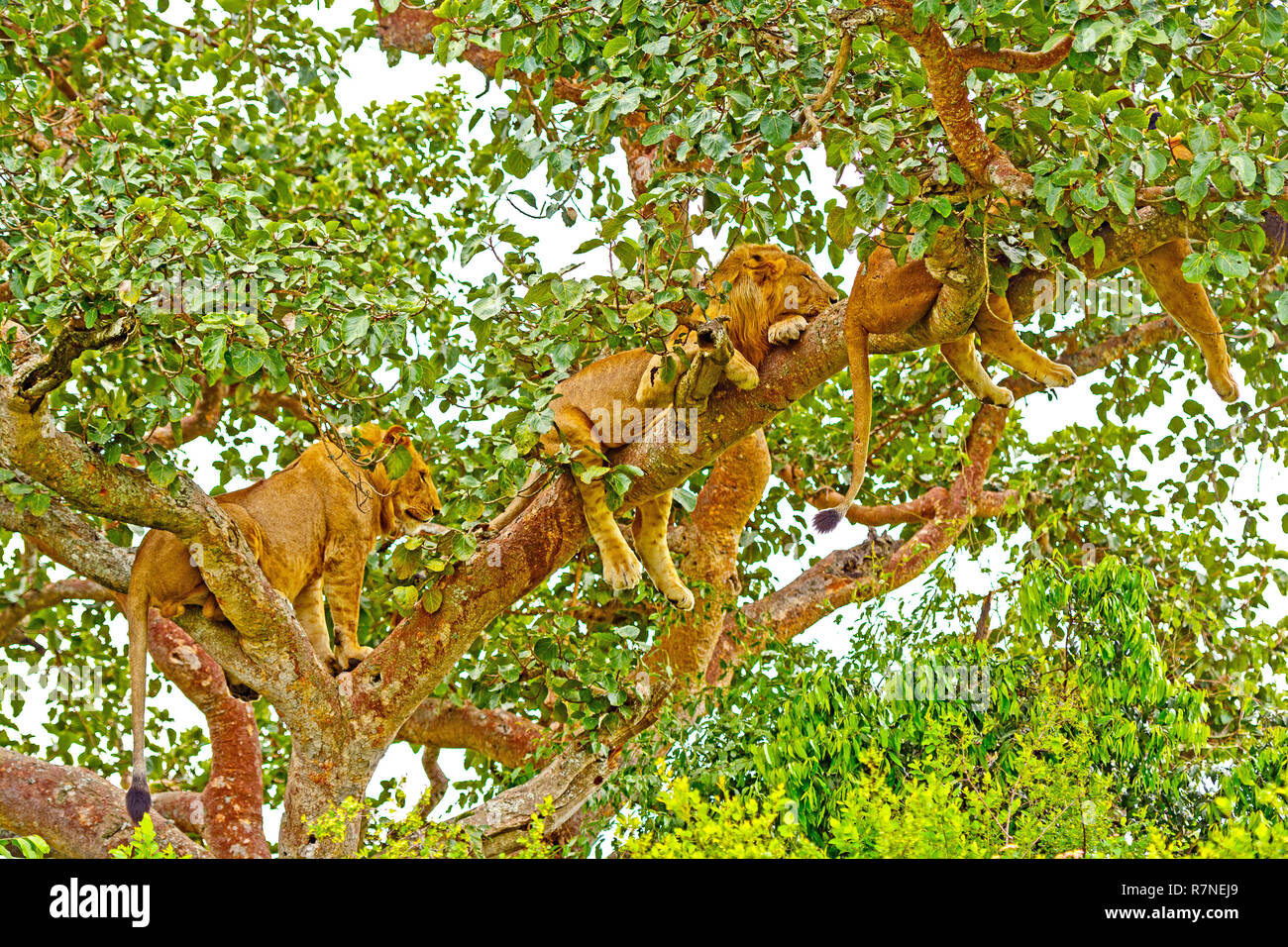 Uganda lions hi-res stock photography and images - Alamy