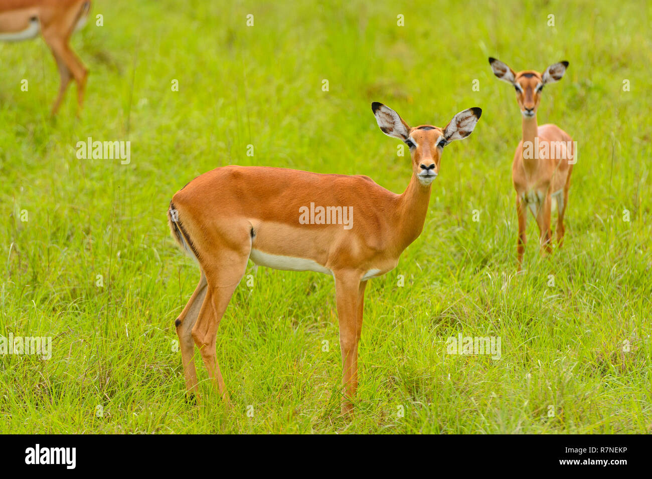 Female Impala in Lake Mburo National park in Uganda Stock Photo - Alamy