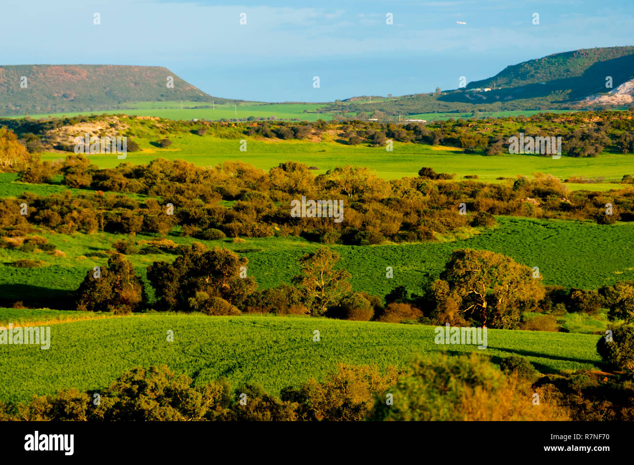 Western australian wheat fields at sunset hi-res stock photography and ...