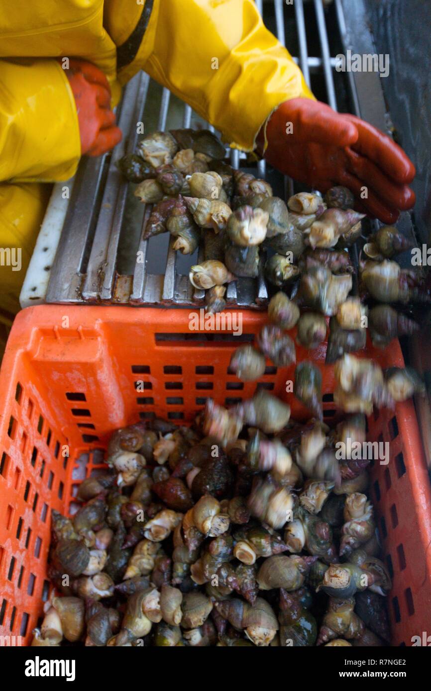 Whelk fishing hi-res stock photography and images - Alamy