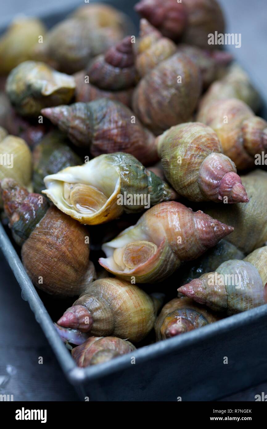 France, Manche, Cotentin, Granville, raw whelks before cooking Stock ...