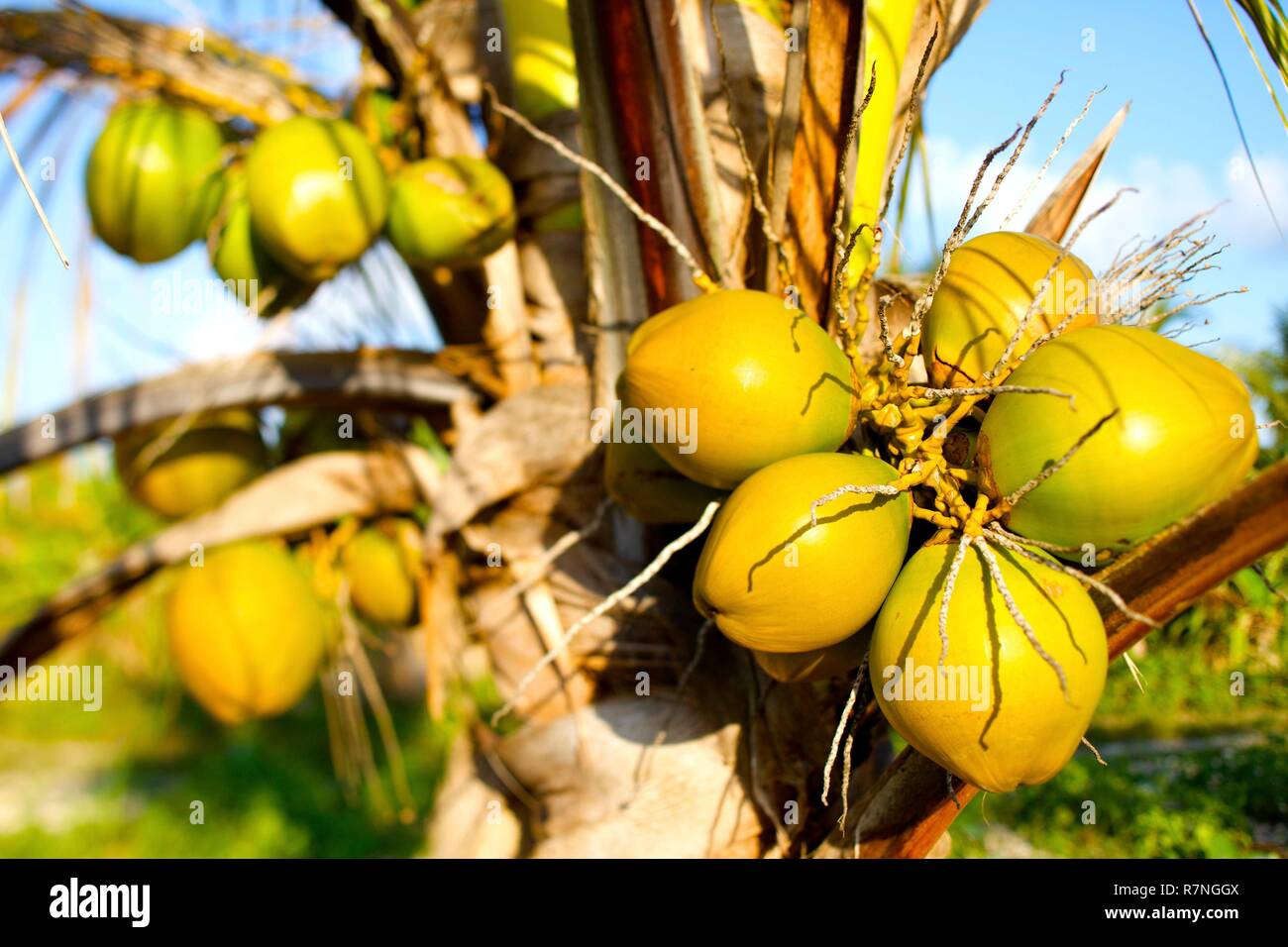 Bahamas, Harbour island, coconut tree Stock Photo - Alamy