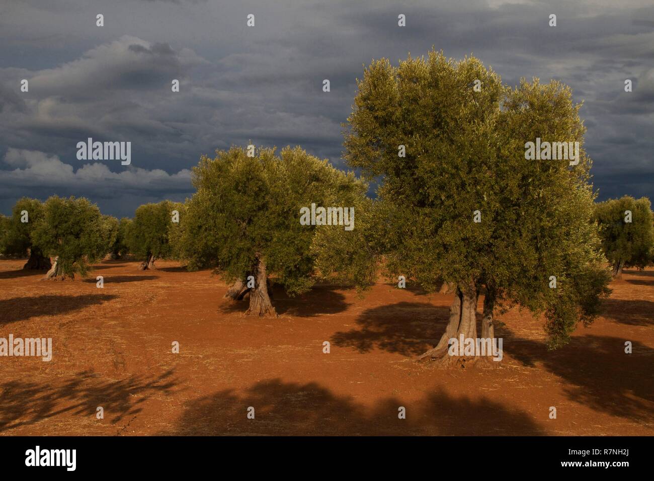 Olive trees southern italy hi-res stock photography and images - Alamy