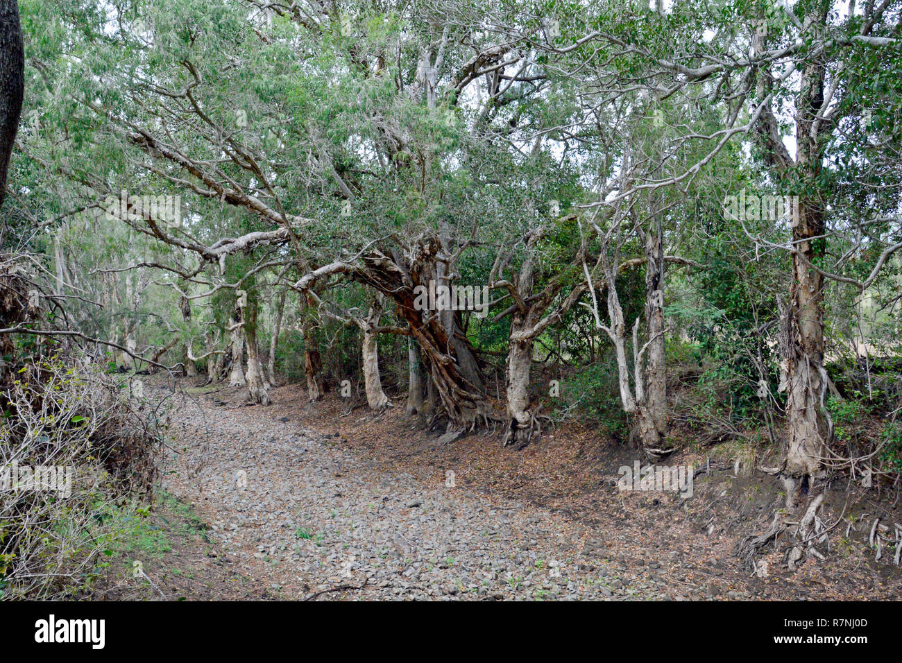 Melaleuca bark hi-res stock photography and images - Alamy