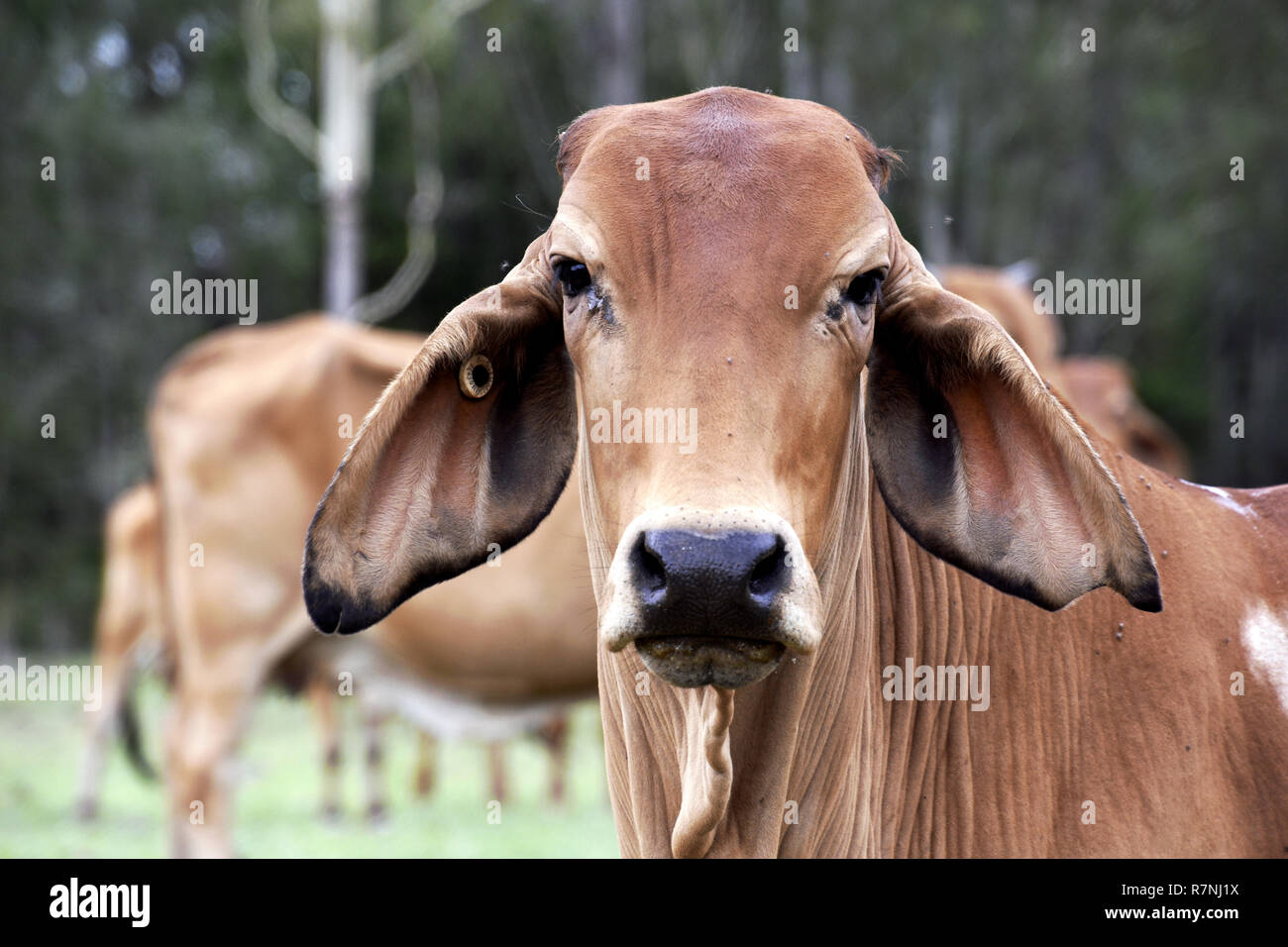 CLOSE UP OF COW Stock Photo - Alamy