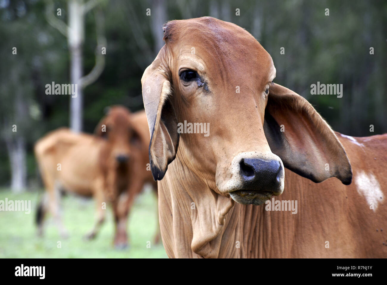 CLOSE UP OF COW Stock Photo - Alamy