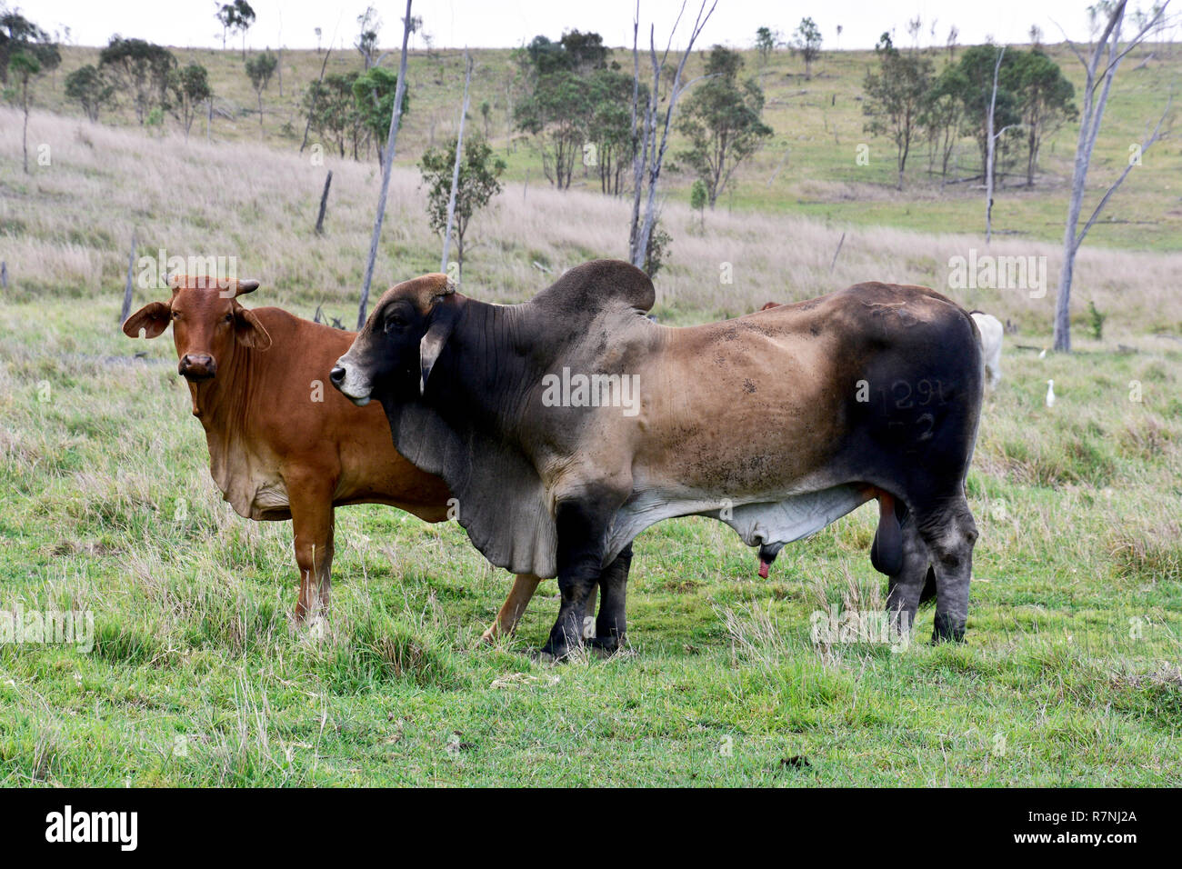 AUSTRALIAN STATION CATTLE COW AND BULL Stock Photo - Alamy