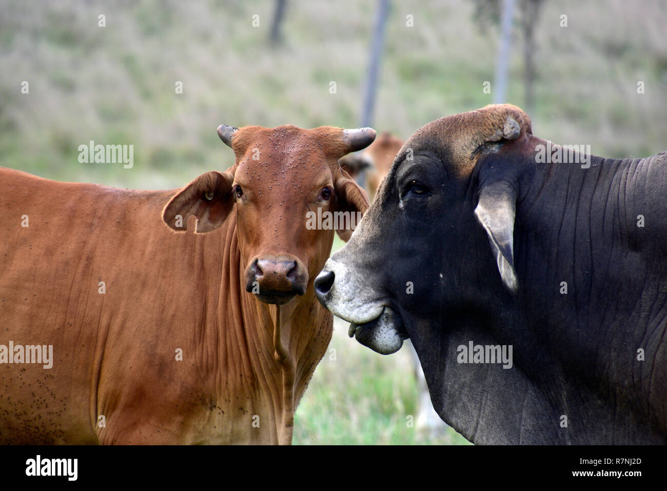 Australian Cow High Resolution Stock Photography and Images - Alamy