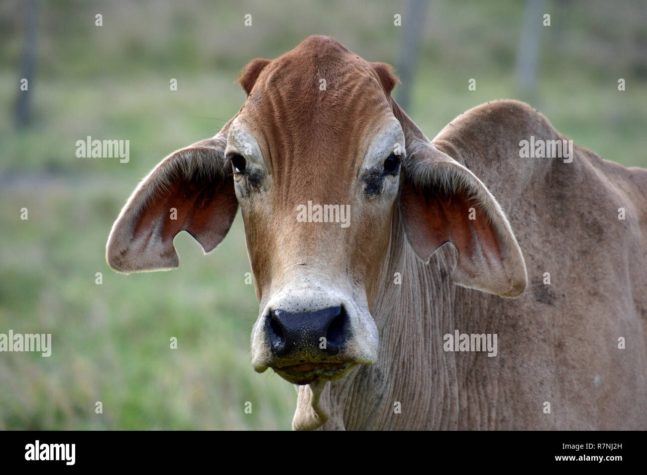 Australian cow hi-res stock photography and images - Alamy
