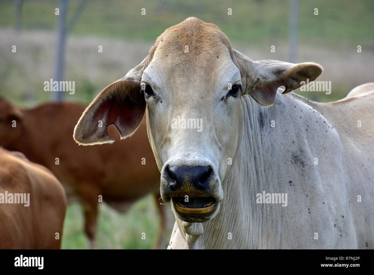 CLOSE UP OF COW Stock Photo - Alamy