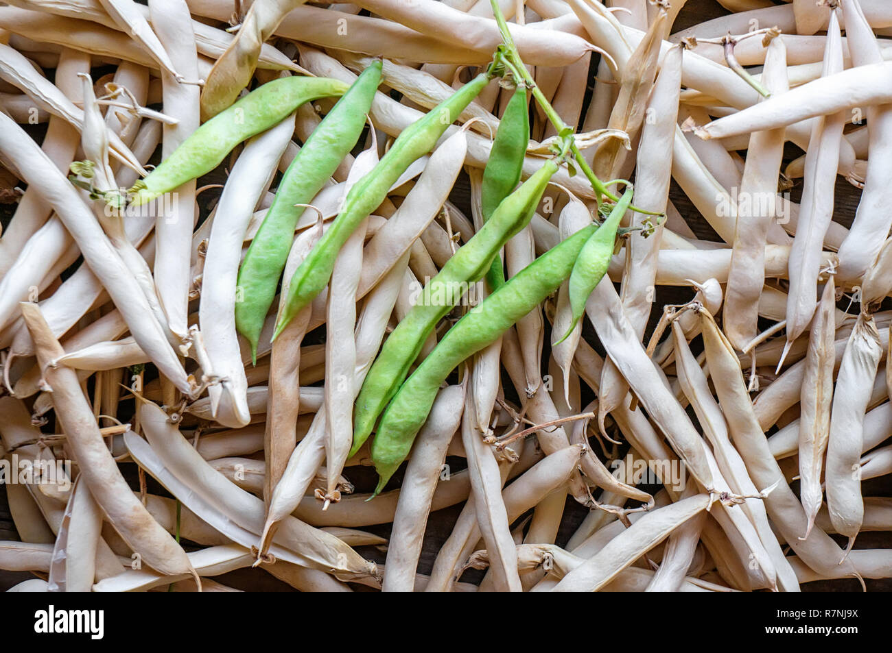 Seed dried pod husk hi-res stock photography and images - Alamy