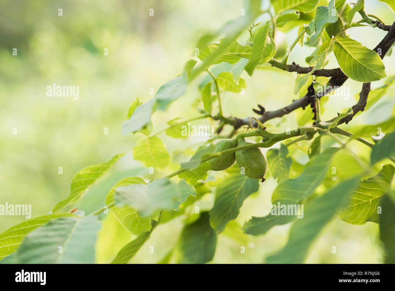 Walnut tree fruits hi-res stock photography and images - Alamy