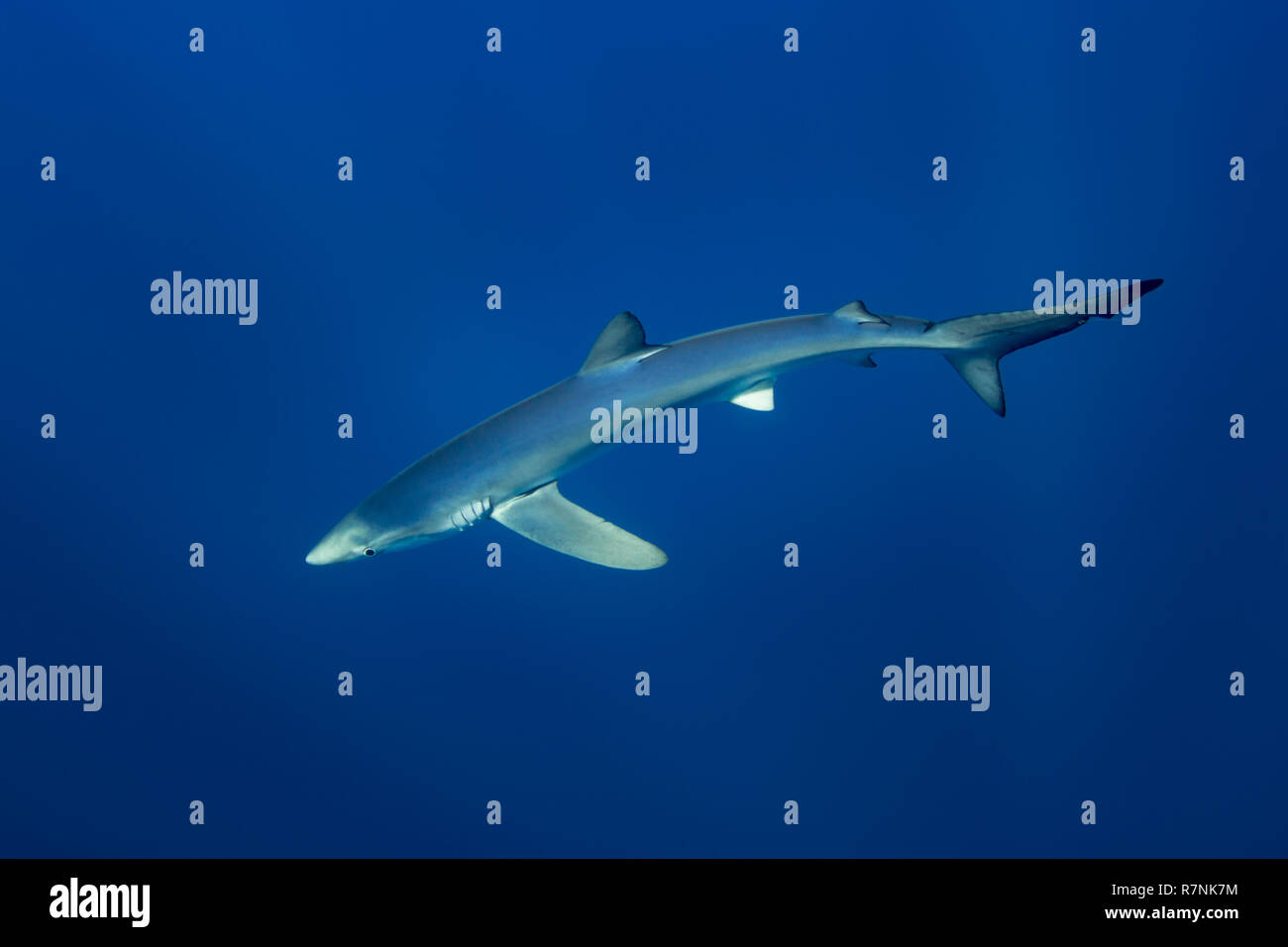 Blue shark-Requin bleu (prionace glauca), Pico island, Azores ...