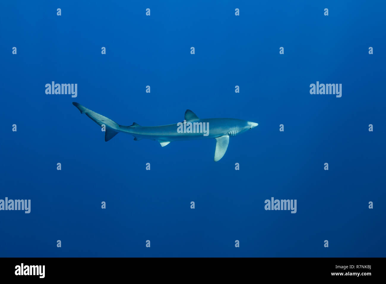 Blue shark-Requin bleu (prionace glauca), Pico island, Azores ...