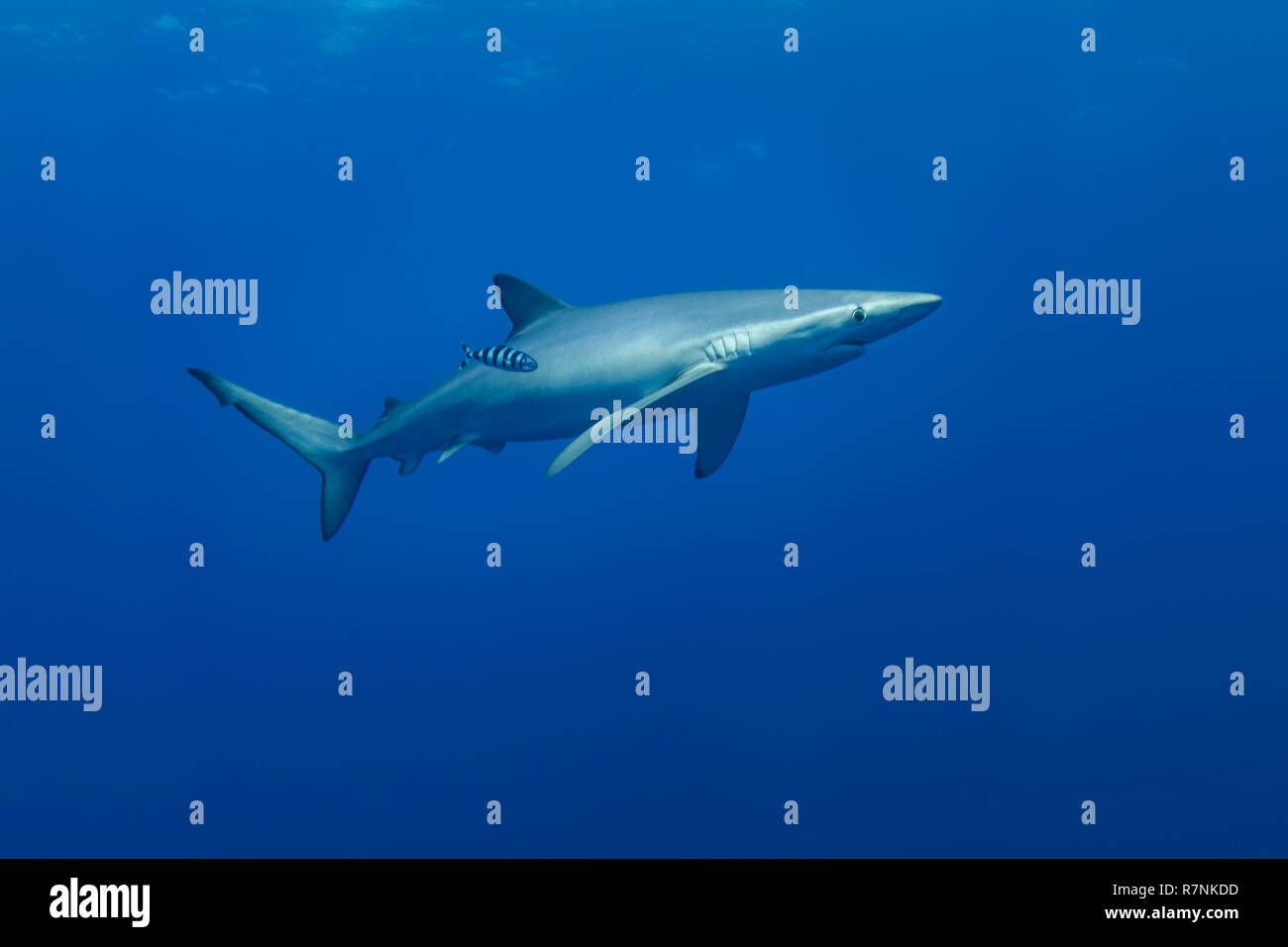 Blue shark-Requin bleu (prionace glauca), Pico island, Azores ...