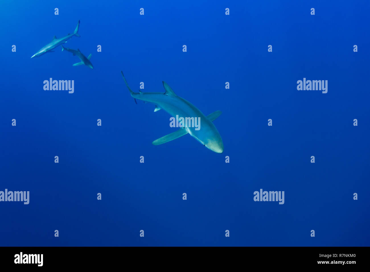 Requin bleu hi-res stock photography and images - Alamy