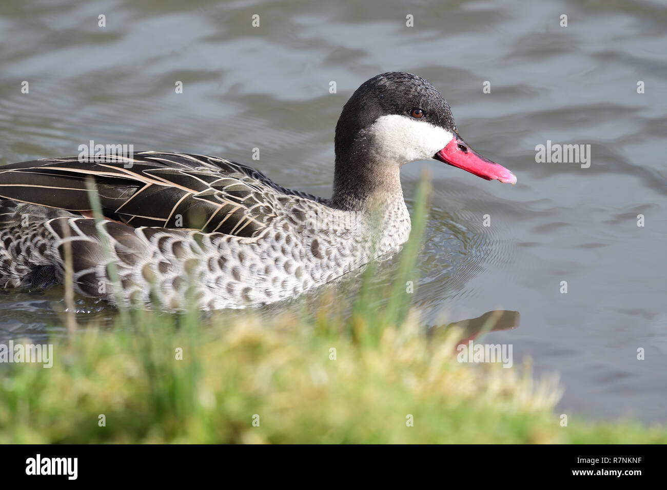 Red billed duck hi-res stock photography and images - Alamy
