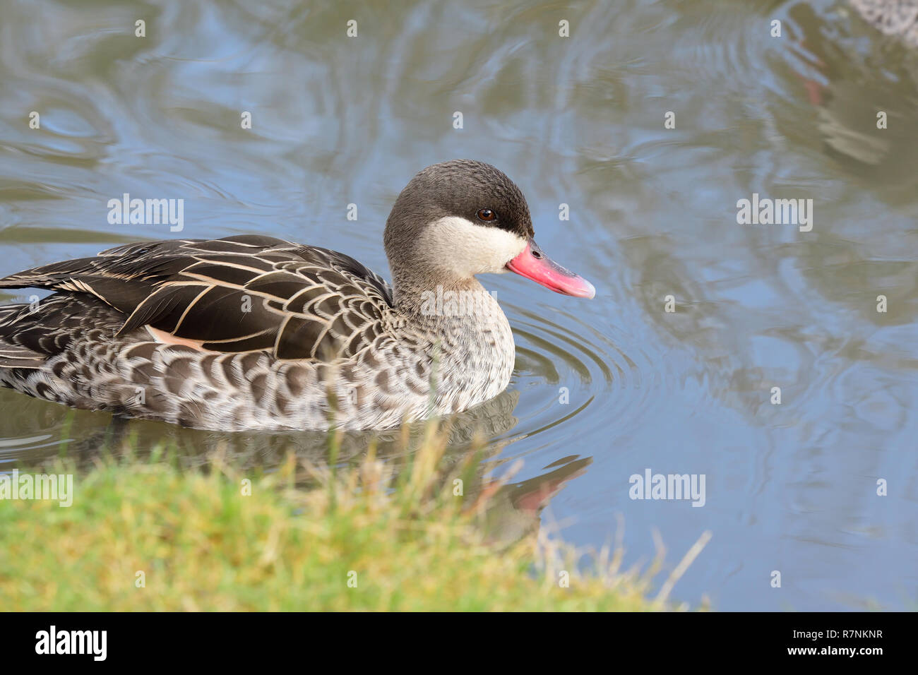 Portrait of a red billed duck (anas erythrorhyncha) swimming in the ...