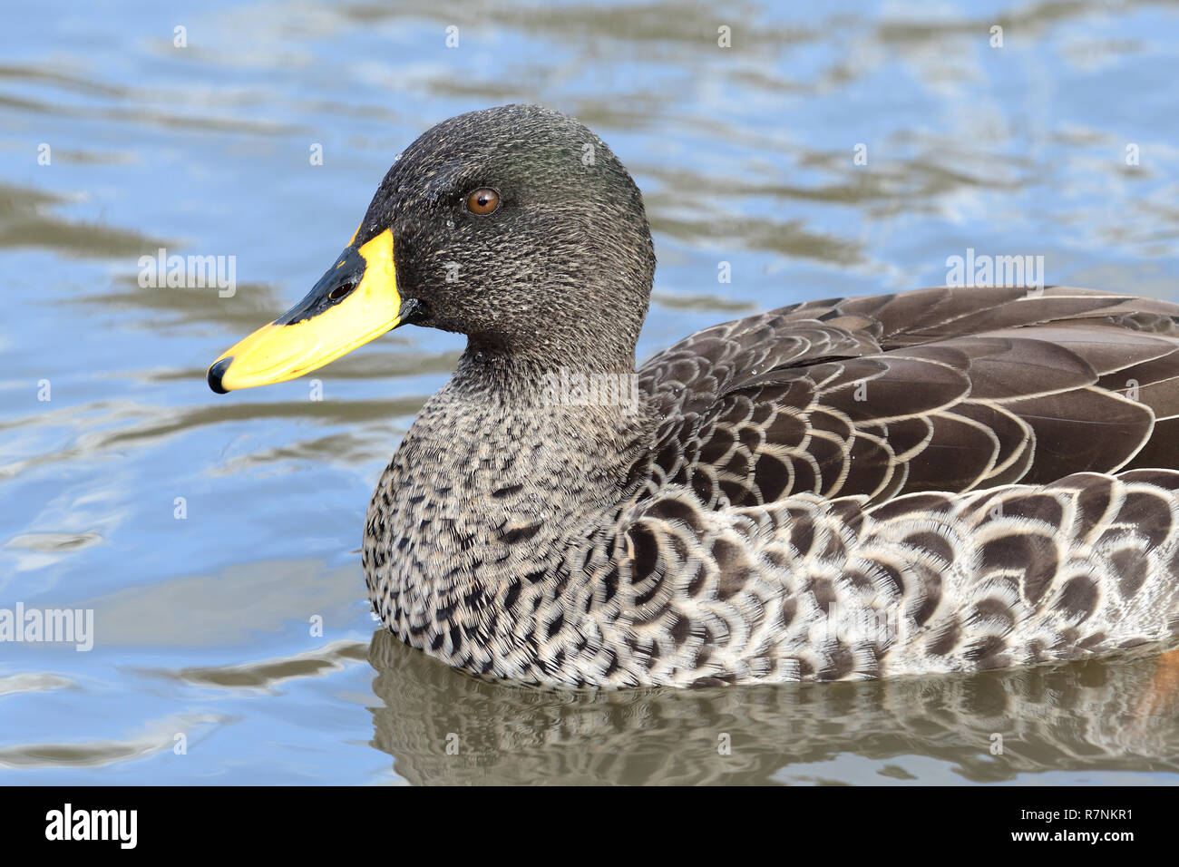 African yellow billed duck hi-res stock photography and images - Alamy