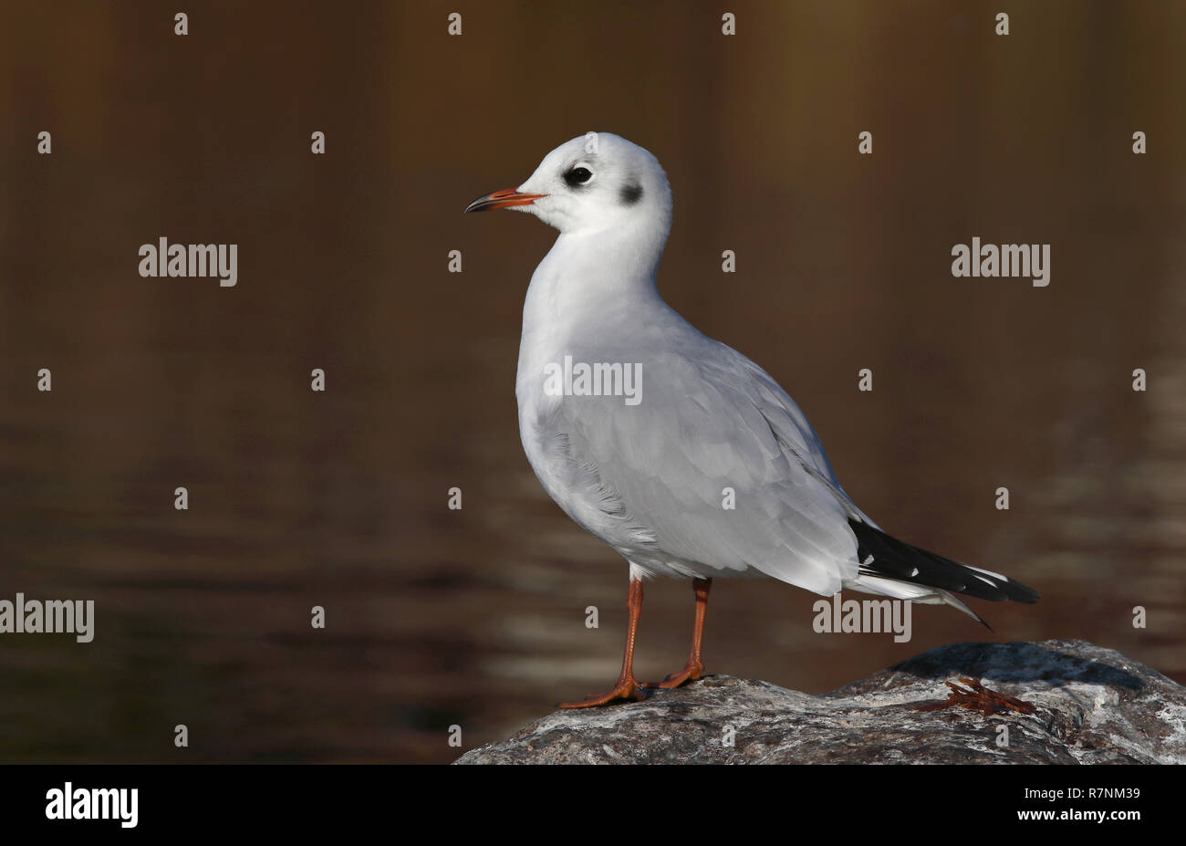 Black-headed gull, standing on rock, clean background Stock Photo - Alamy