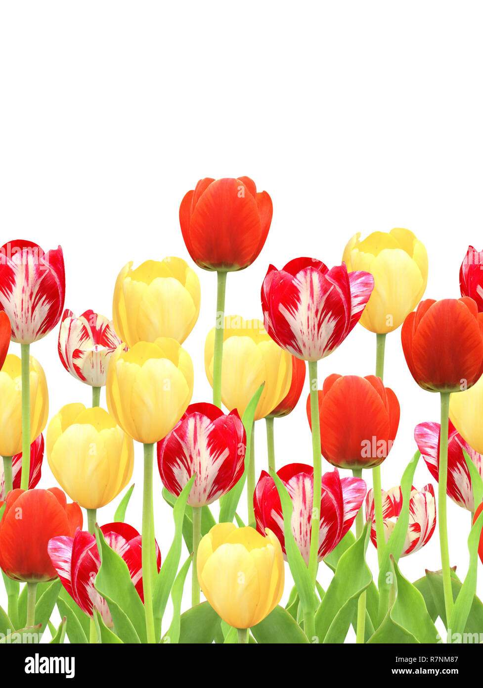 Seamless border with tulips. Isolated on white background Stock Photo ...