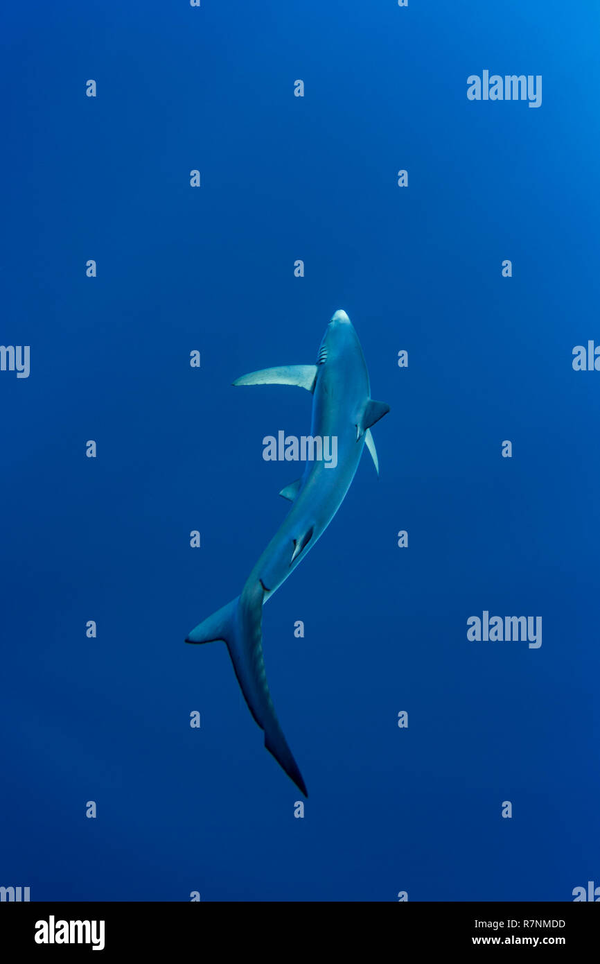 Requin bleu hi-res stock photography and images - Alamy