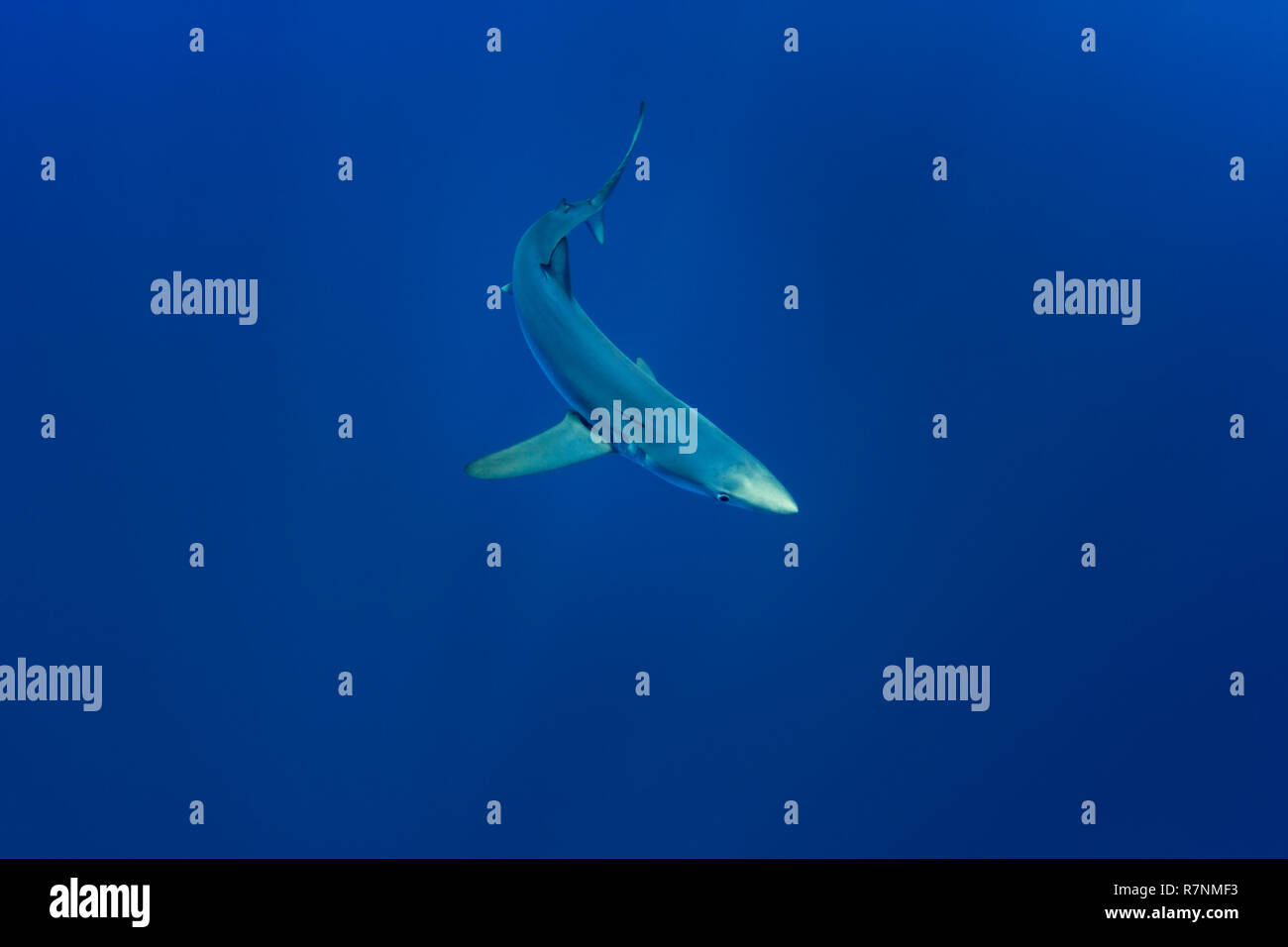 Blue shark-Requin bleu (prionace glauca), Pico island, Azores ...