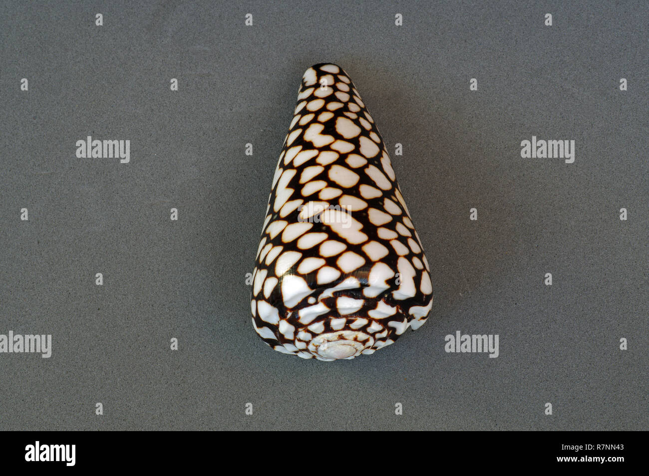 the shell of the Sea snail Conus marmoreus, the Marbled Cone snail ...