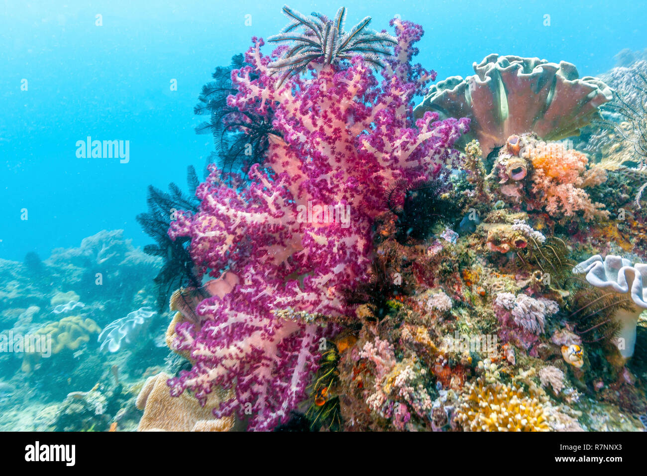 Dendronephthya is a genus of soft corals in the family Nephtheidae ...