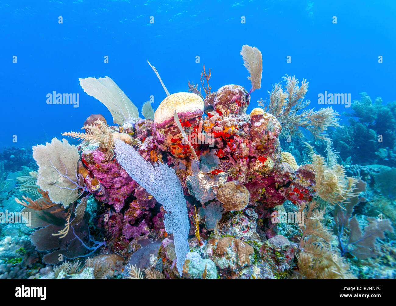 Coral reef off the coast of the island of Roatan Stock Photo - Alamy