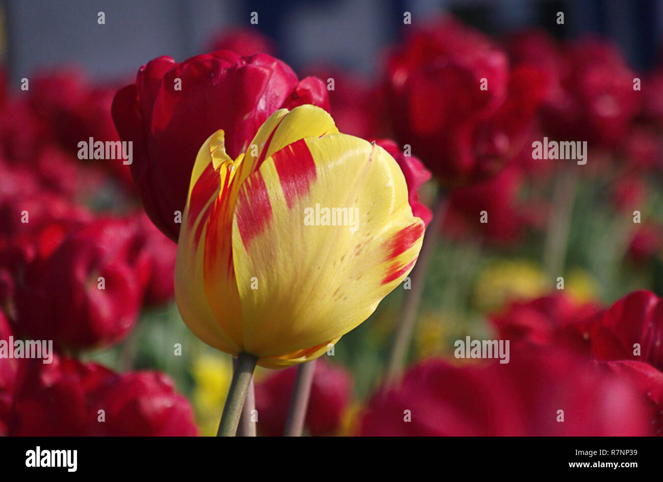 Colorful tupil hi-res stock photography and images - Alamy