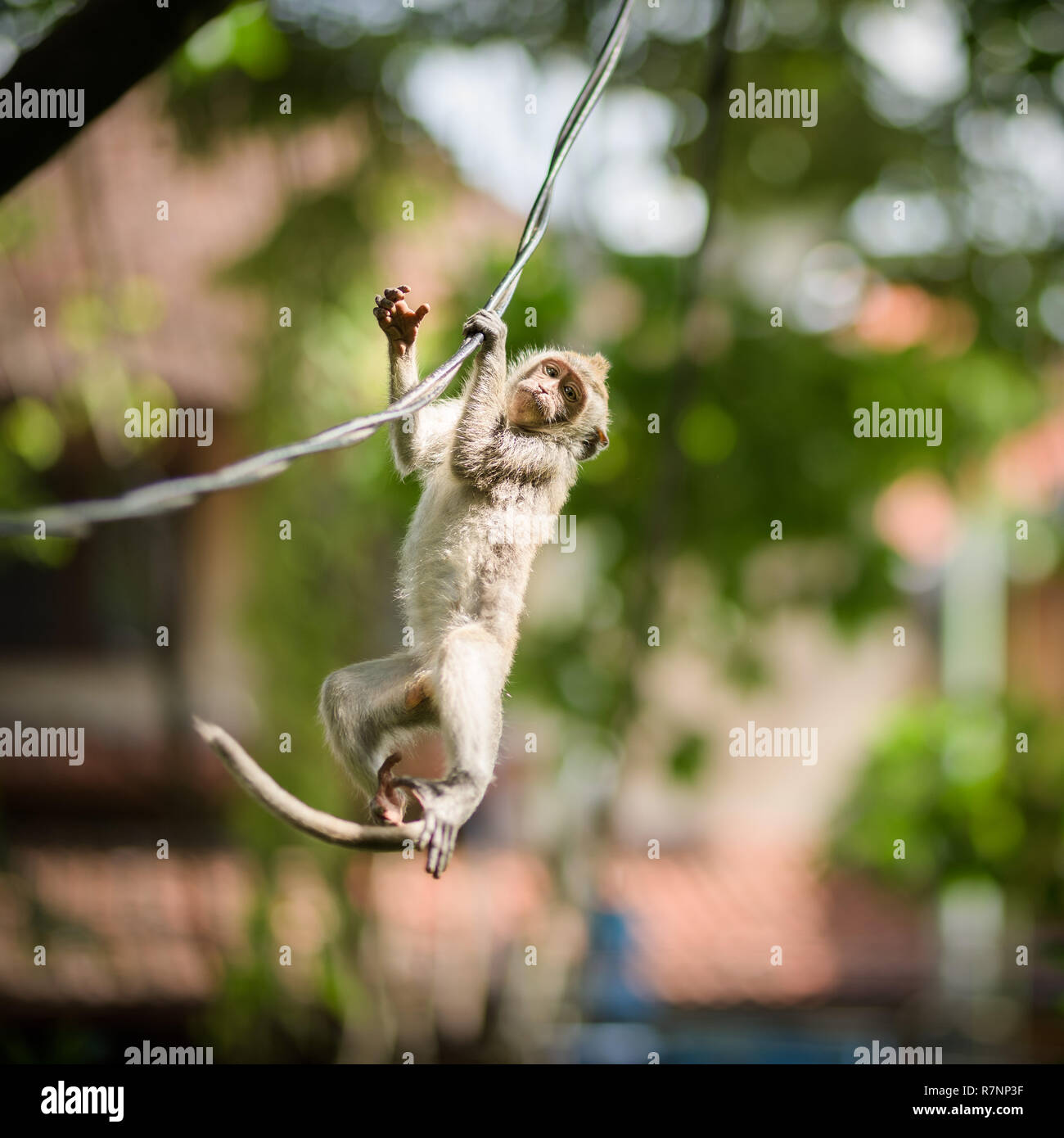 Monkey hanging from tail hi-res stock photography and images - Alamy