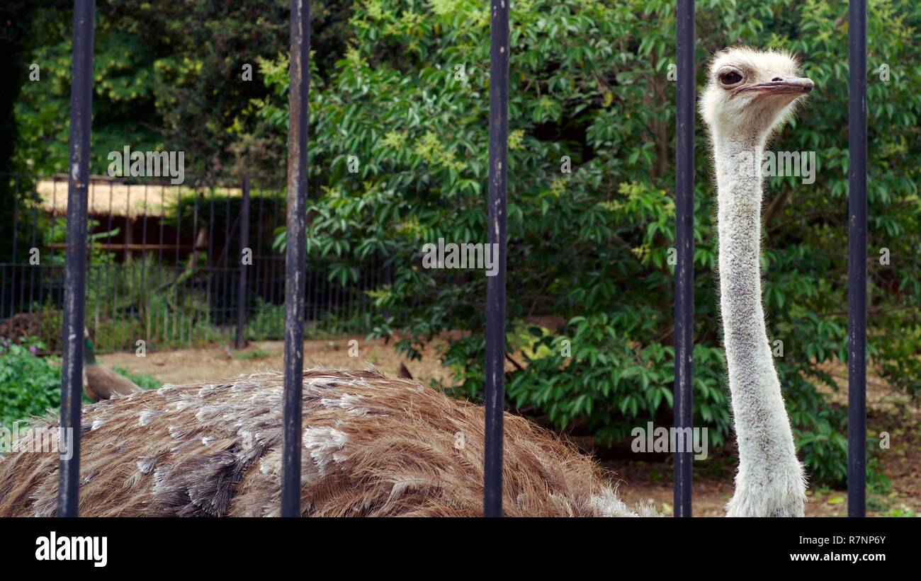 An ostrich looks outside a cage Stock Photo - Alamy