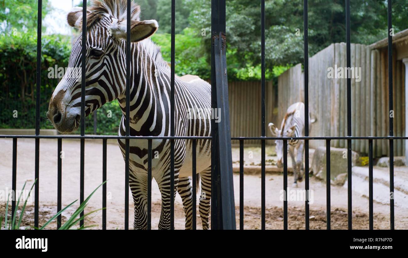 A sad zebra in a cage Stock Photo - Alamy