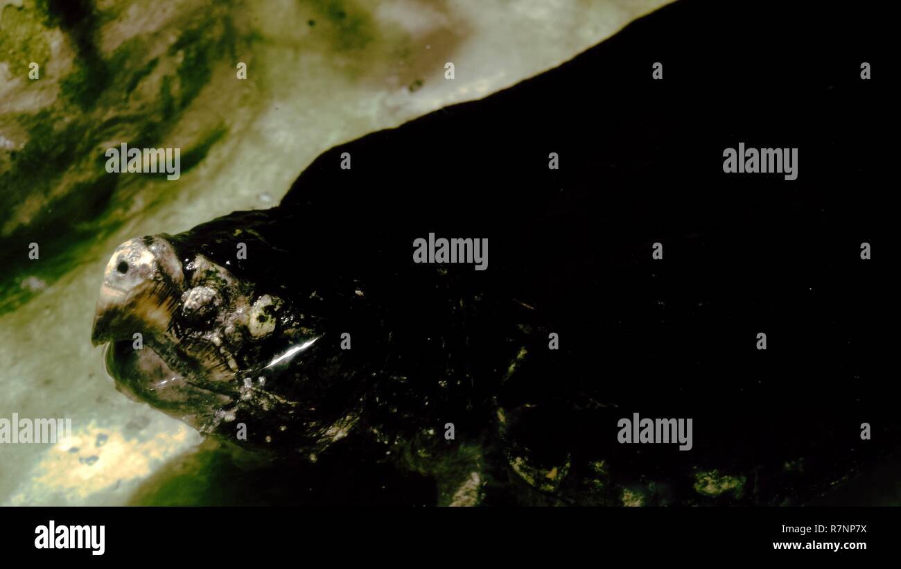 Alligator snapping turtle Stock Photo - Alamy