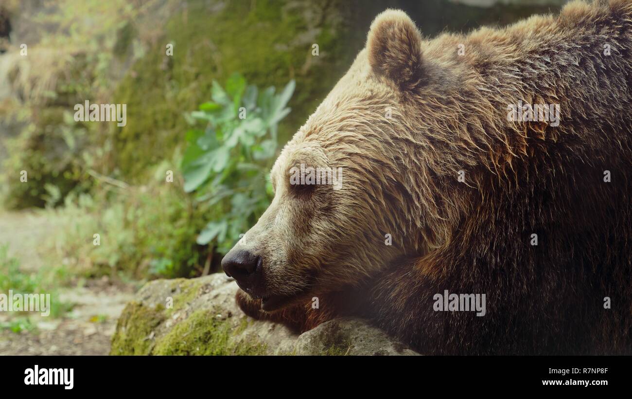 A sad brown bear Stock Photo - Alamy