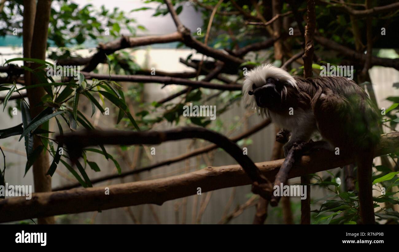 A monkey wait on a branch Stock Photo - Alamy