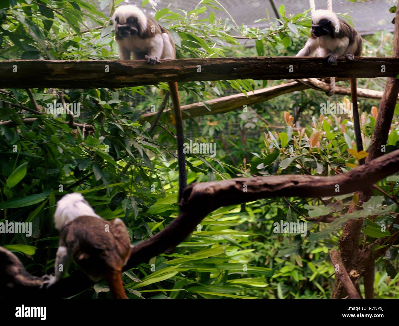 Three monkeys ready to fight Stock Photo - Alamy