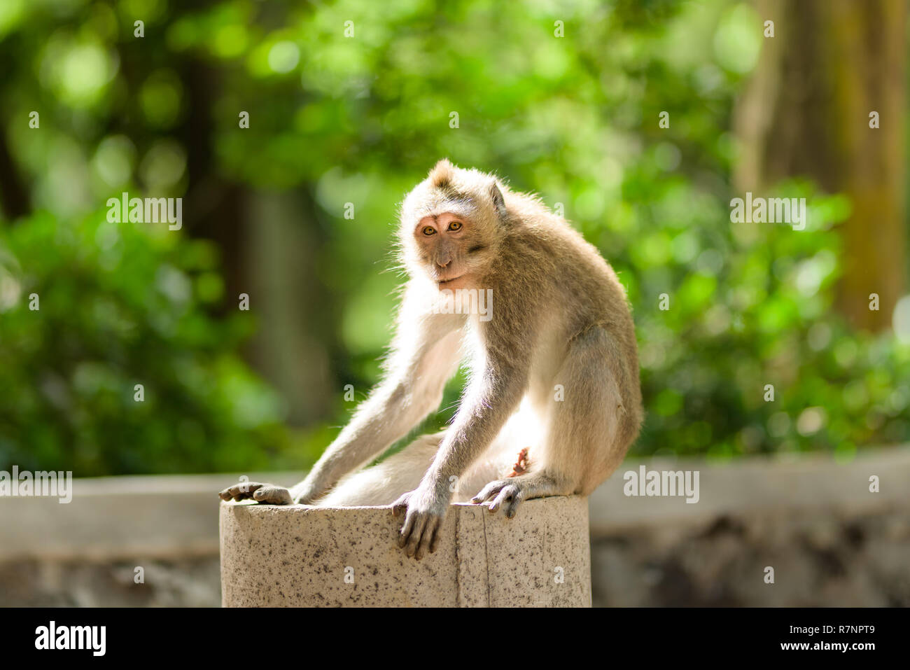 Long-tailed macaque monkeys roam free amongst the balinese Hindu ...