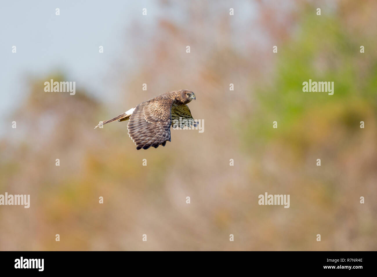 A single female Northern Harrier seen from below hunting over and ...