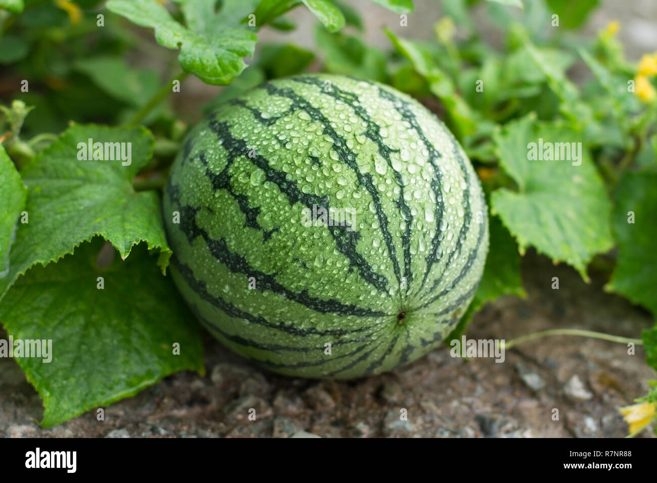 Watermelons growing in garden hi-res stock photography and images - Alamy