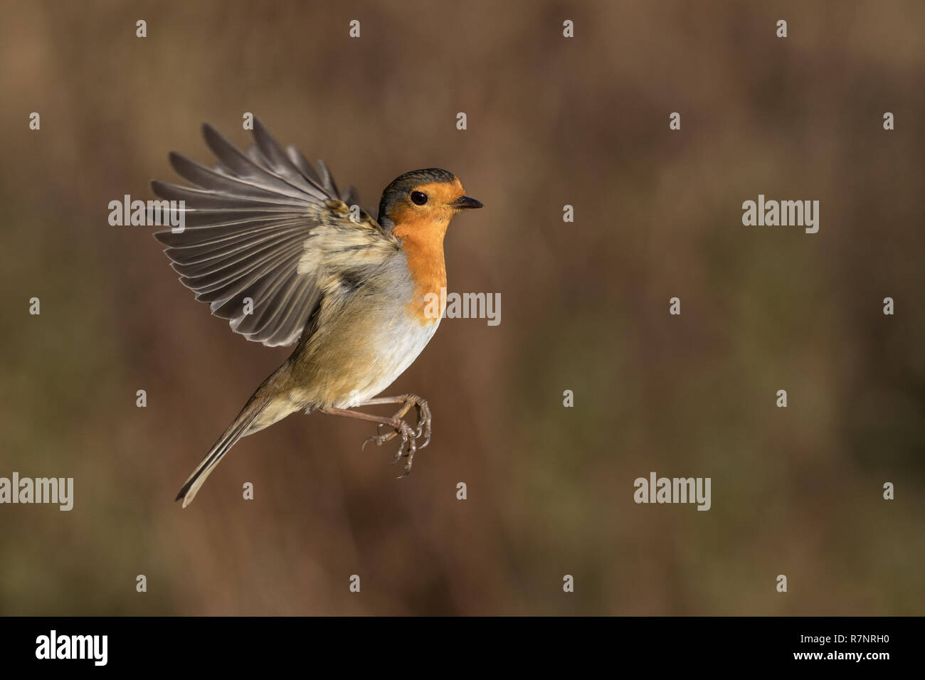 Robin in flight hi-res stock photography and images - Alamy