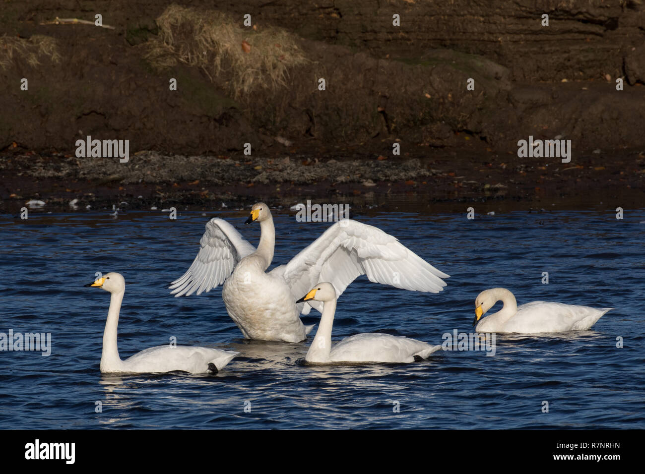 Whooper swans hi-res stock photography and images - Alamy