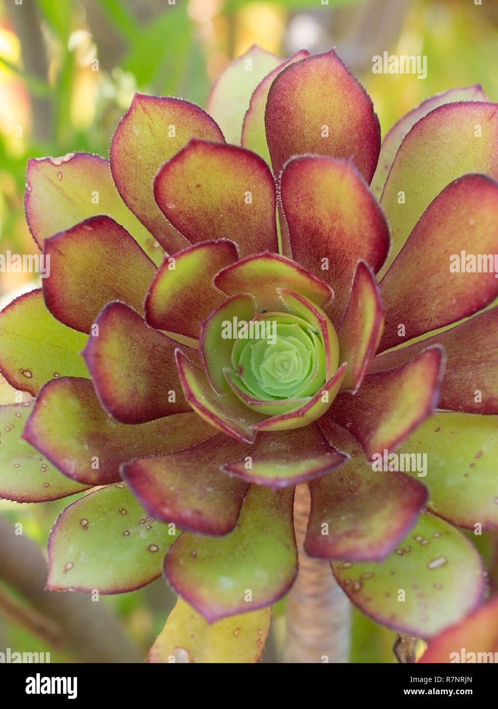 Plant organs hi-res stock photography and images - Alamy