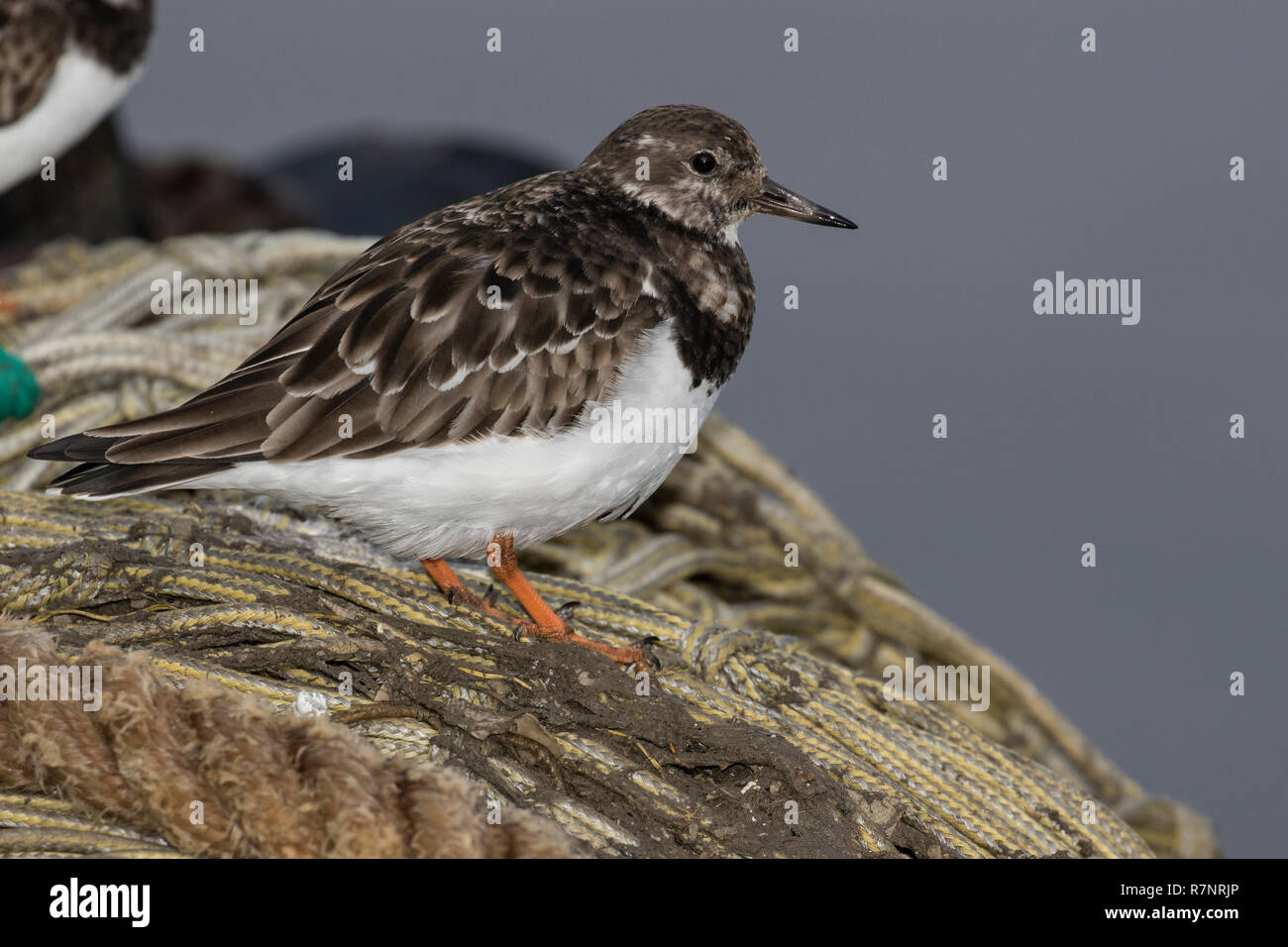 Turnstone winter plumage hi-res stock photography and images - Alamy