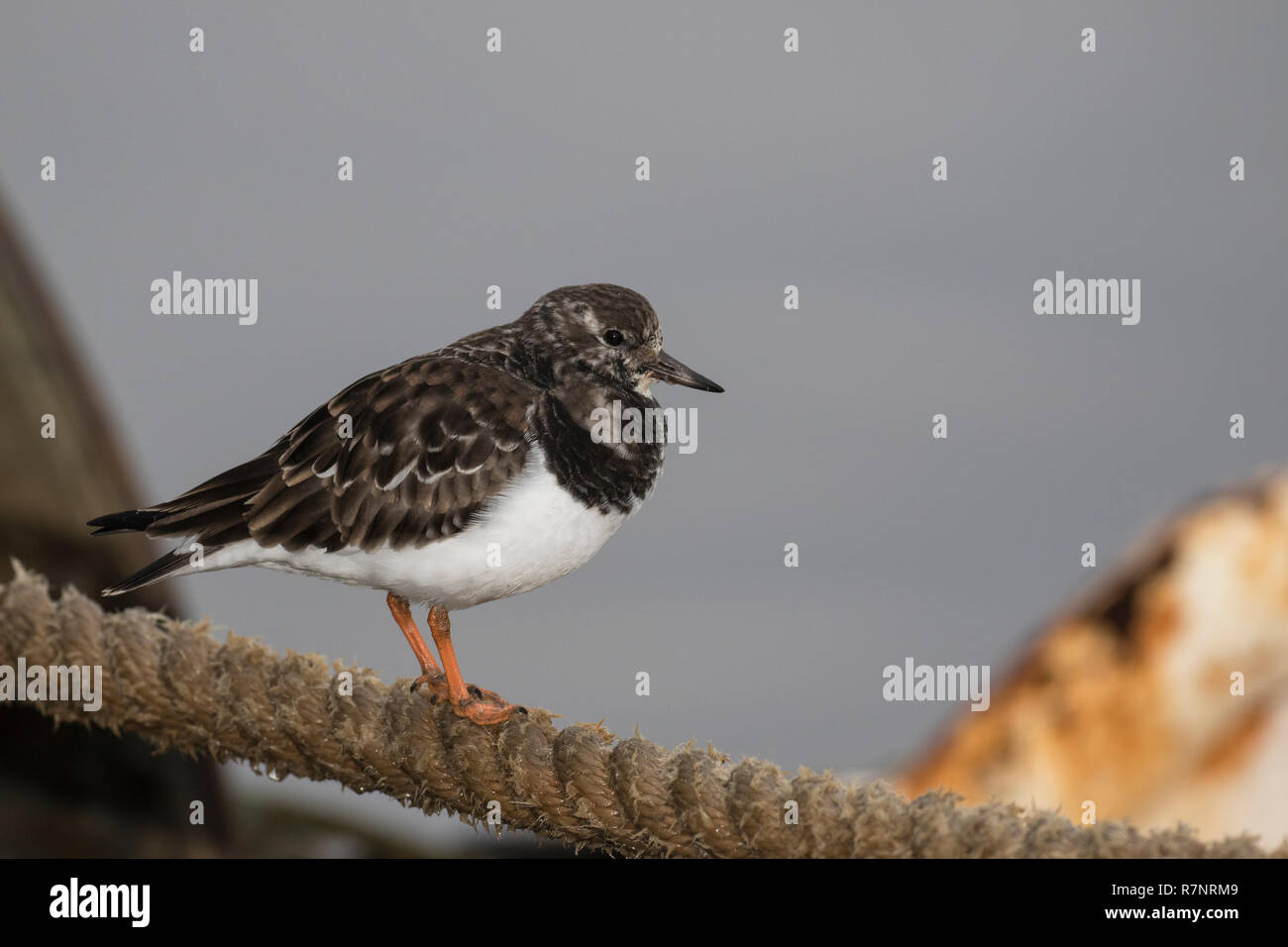 Winter turnstone plumage hi-res stock photography and images - Alamy