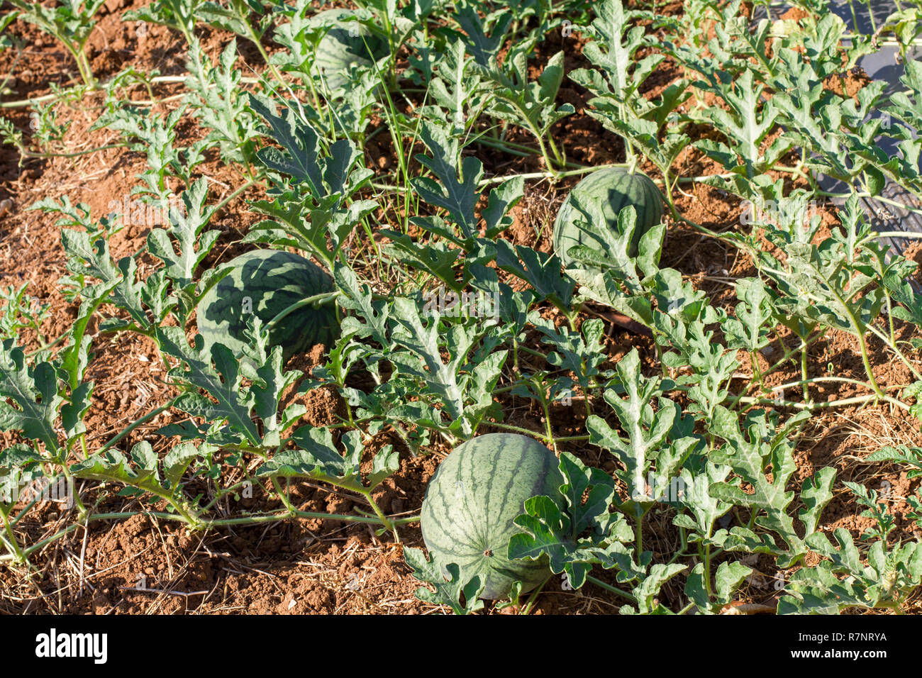 Melon field hi-res stock photography and images - Alamy