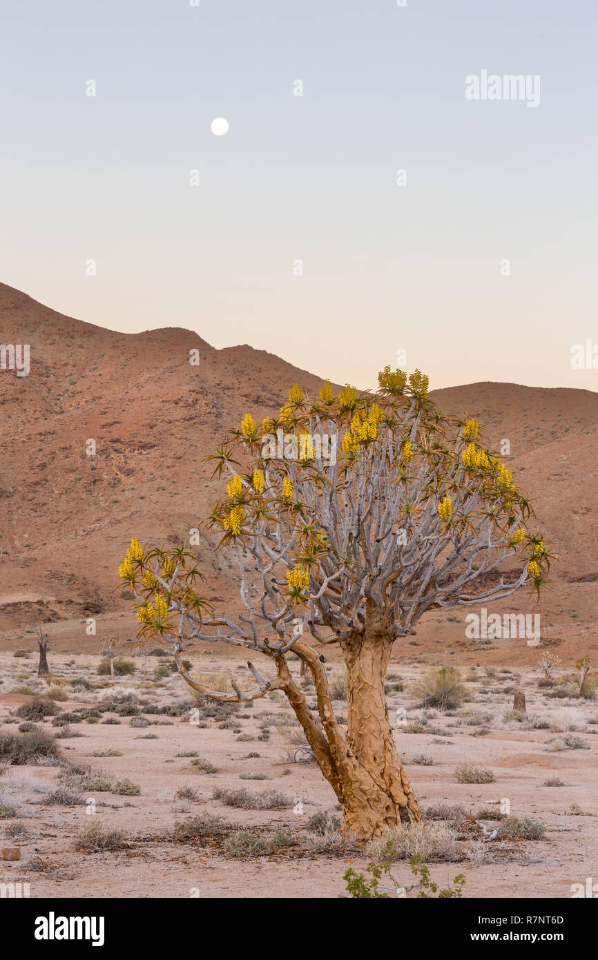 Quiver Tree in full bloom under the full moon Stock Photo - Alamy